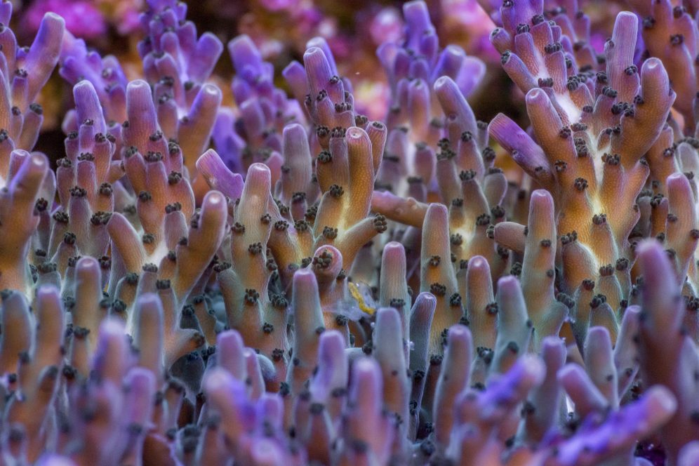 National Aquarium - C is for Coral