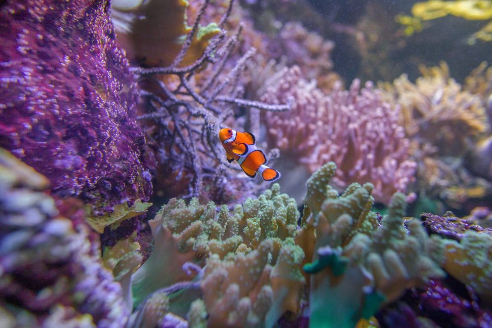 National Aquarium - The Importance of Ecosystem Engineers