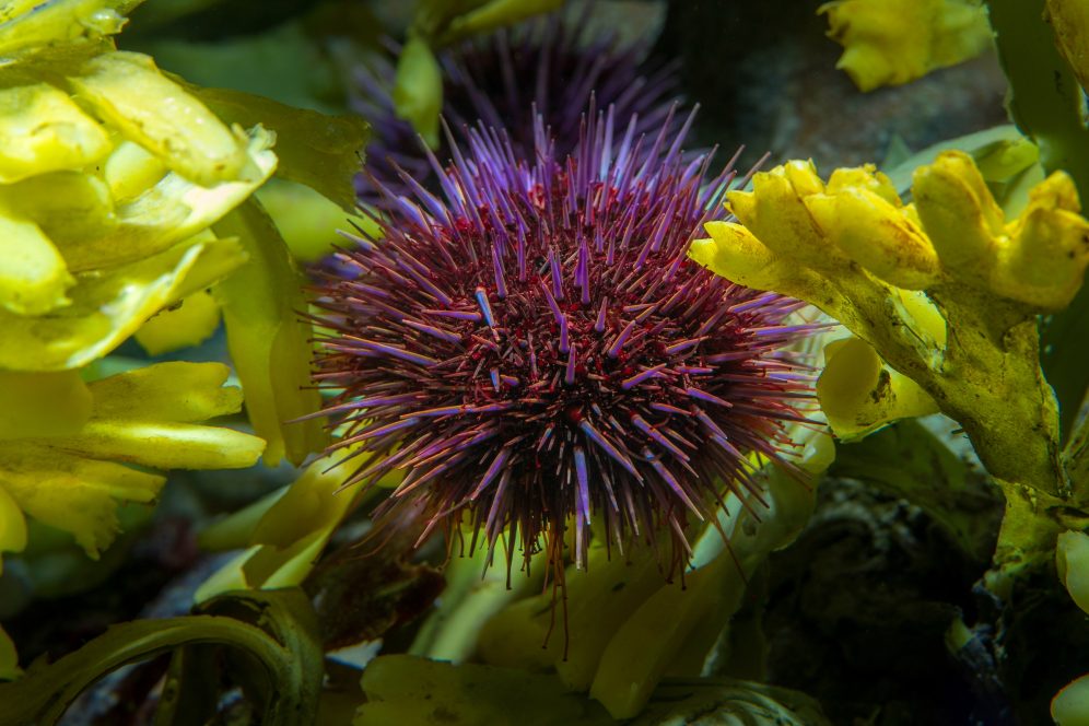 National Aquarium - U is for Urchin