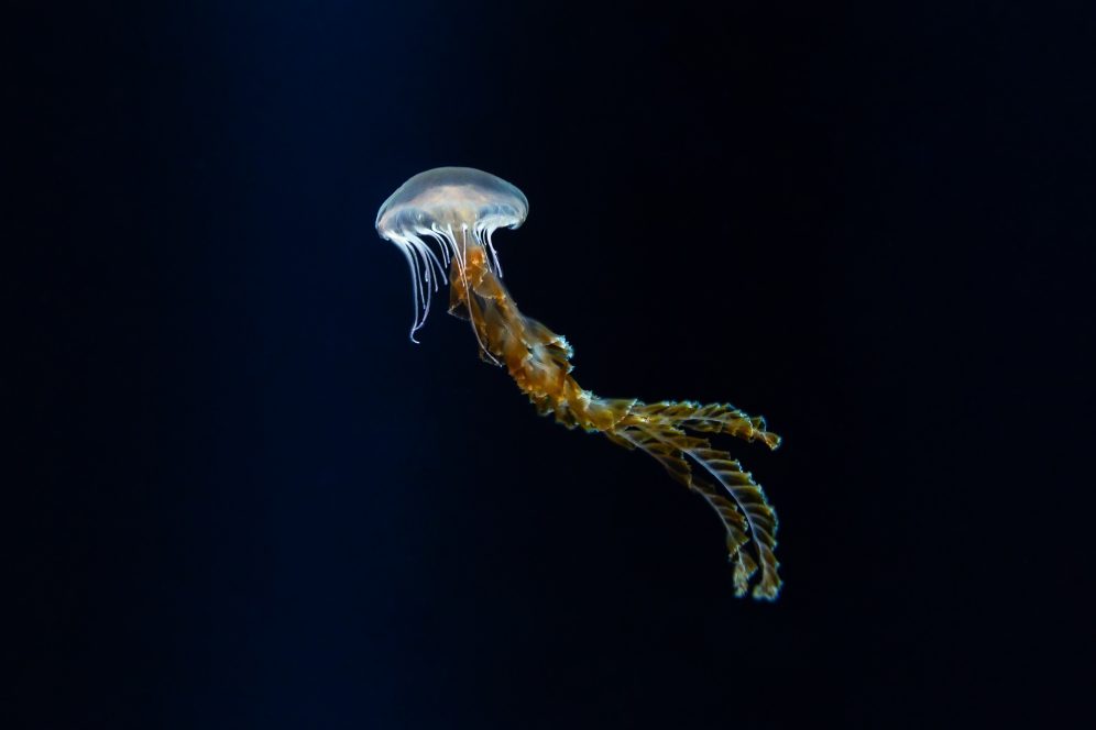 National Aquarium - Jellyfish Confidential