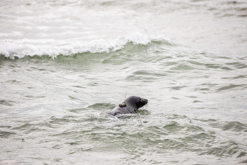 National Aquarium - Connecting Dots: The Science of Tracking Wildlife
