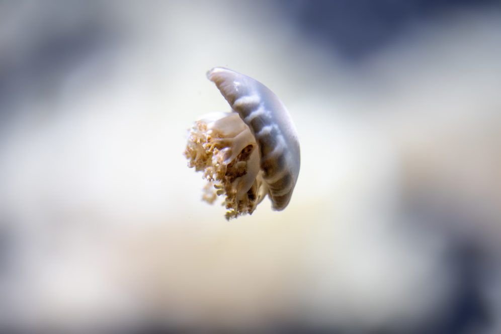 National Aquarium - Jellyfish Confidential