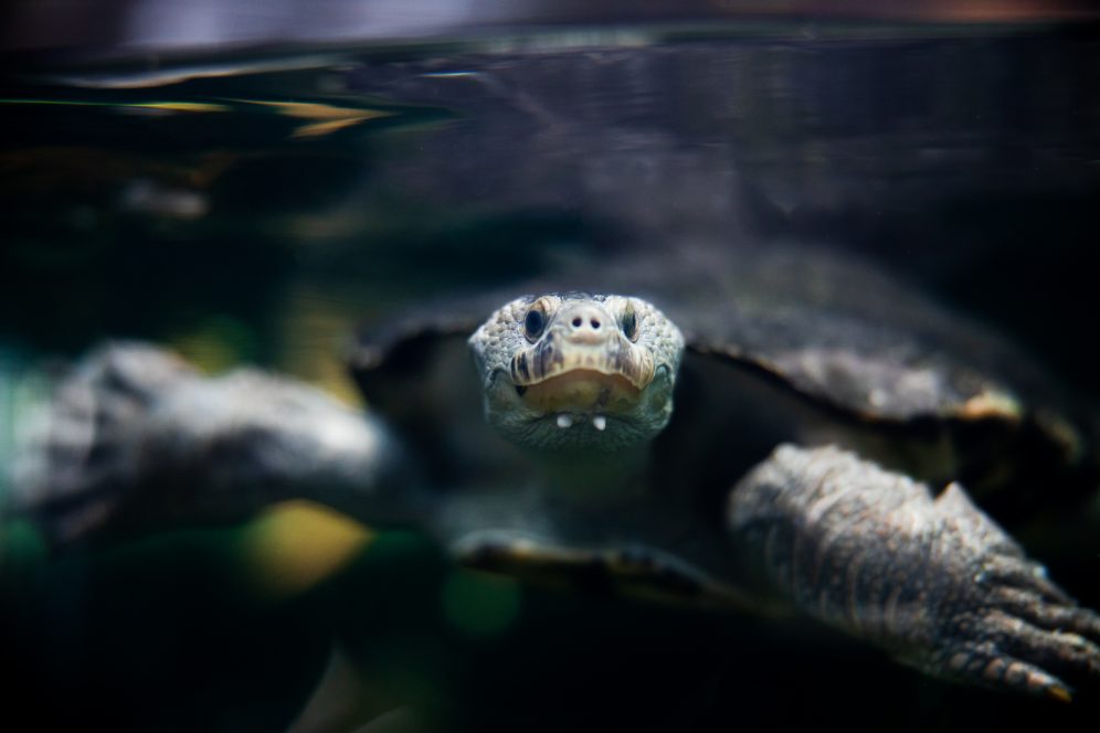 National Aquarium - Oh, Babies!