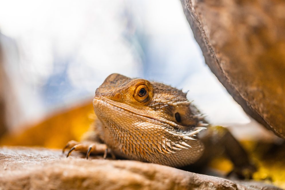 National Aquarium - Mistaken Identities: Lizards vs. Salamanders