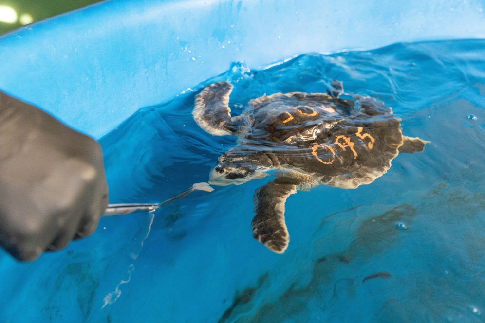 National Aquarium - 2021 Recap: National Aquarium Animal Rescue