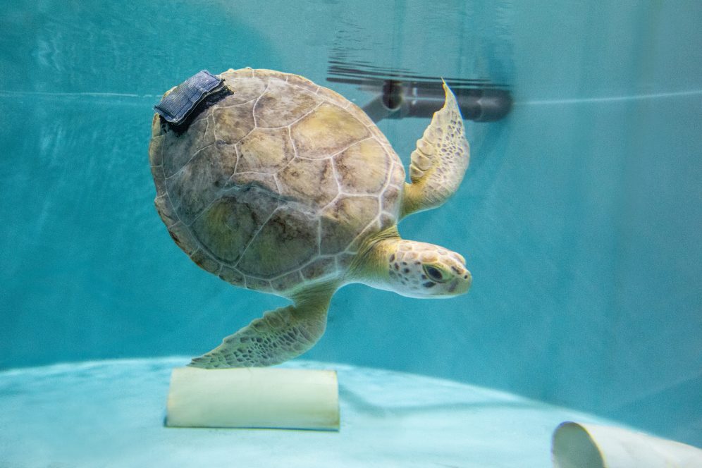 National Aquarium - Introducing Kai