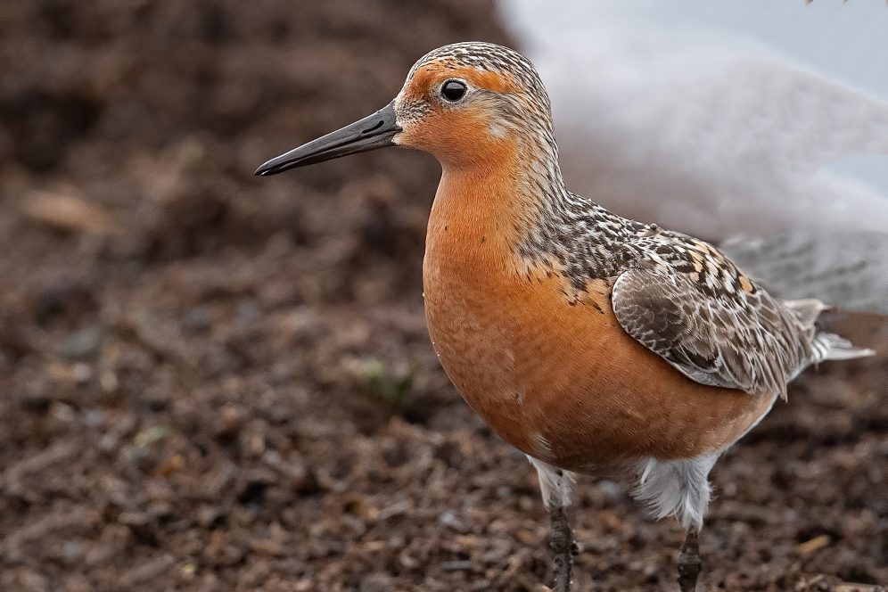 National Aquarium - Spring Is in the Air—So Are Migrating Birds