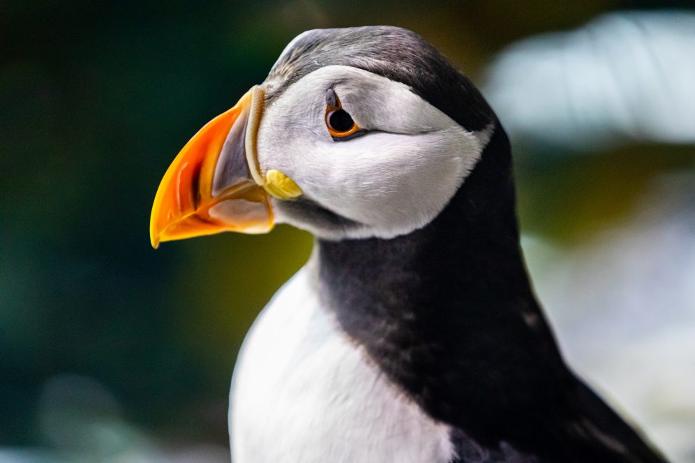 National Aquarium - Birds of a Feather