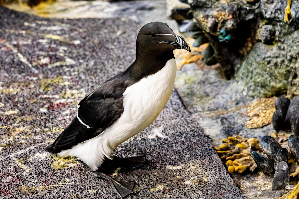 National Aquarium - Birds of a Feather