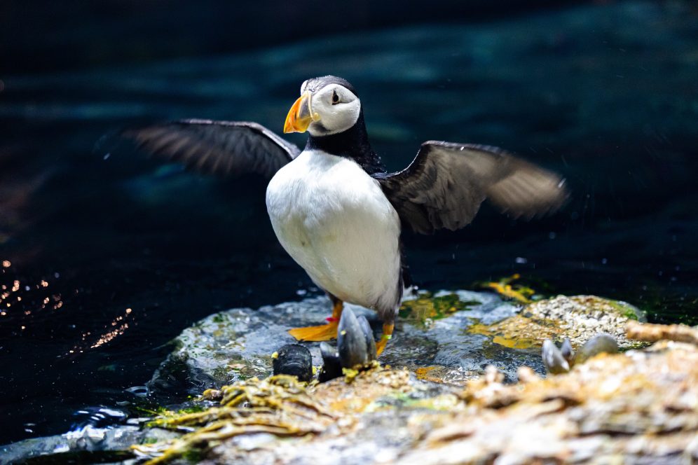National Aquarium - Mistaken Identities: Puffins vs. Penguins