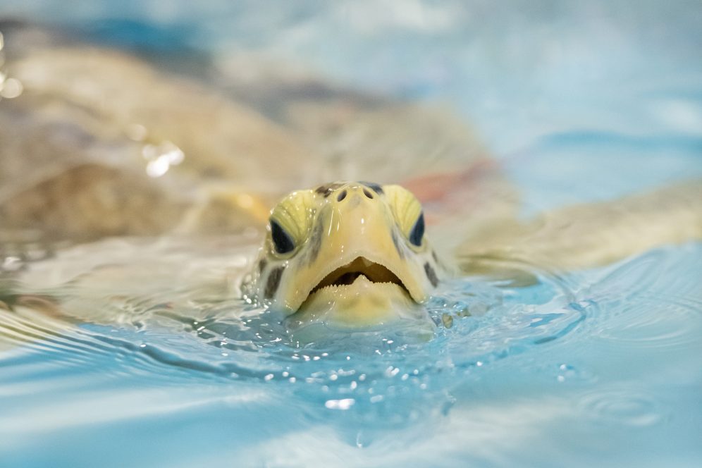 National Aquarium - Watermarks