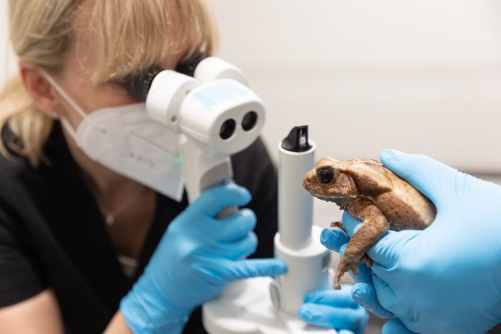 National Aquarium - Focusing on Smooth-Sided Toad Eyes