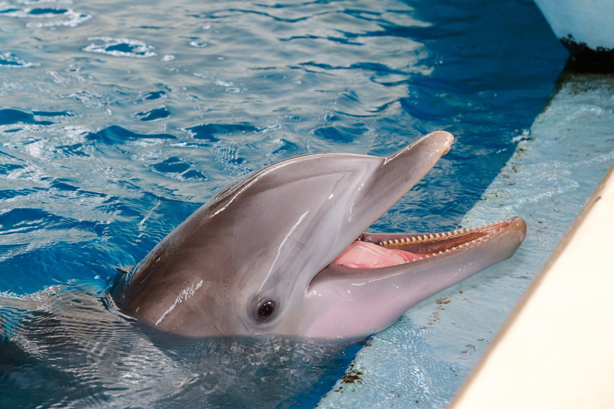 National Aquarium - Update: Dolphin Mirror Study