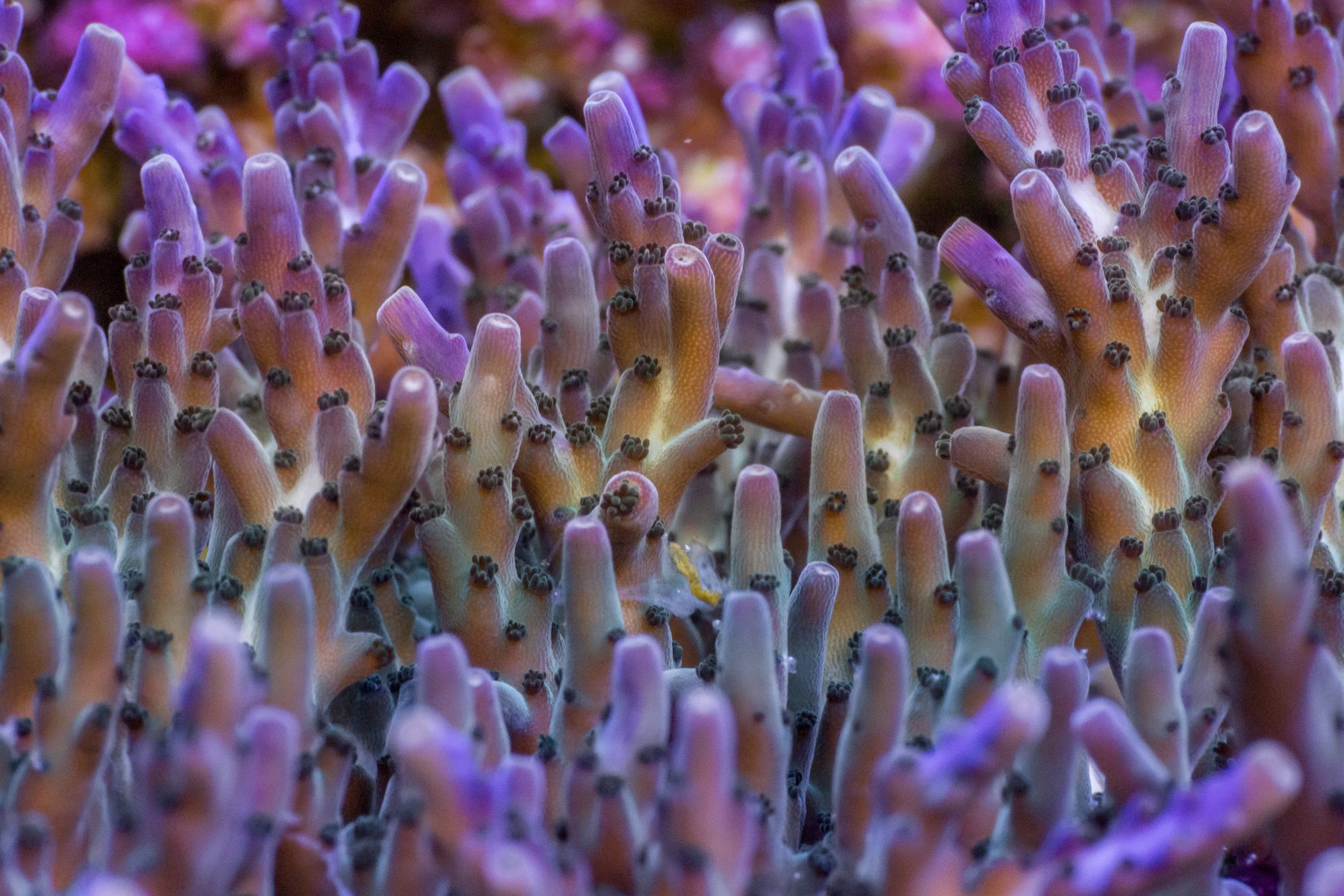 National Aquarium - C is for Coral