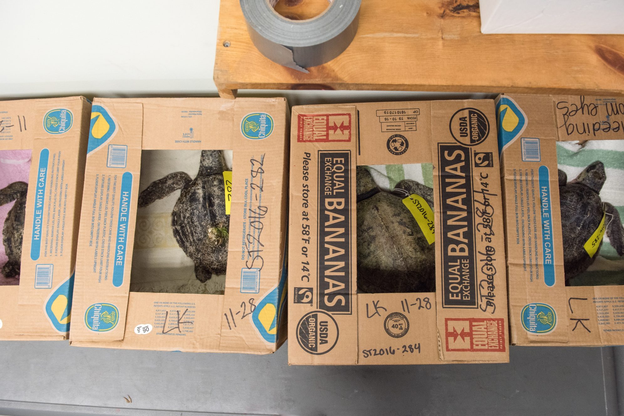 National Aquarium - What is Cold Stunning?