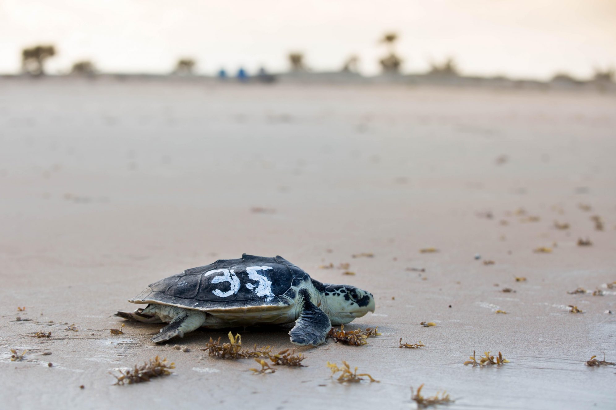 National Aquarium - K is for Kemp's Ridley