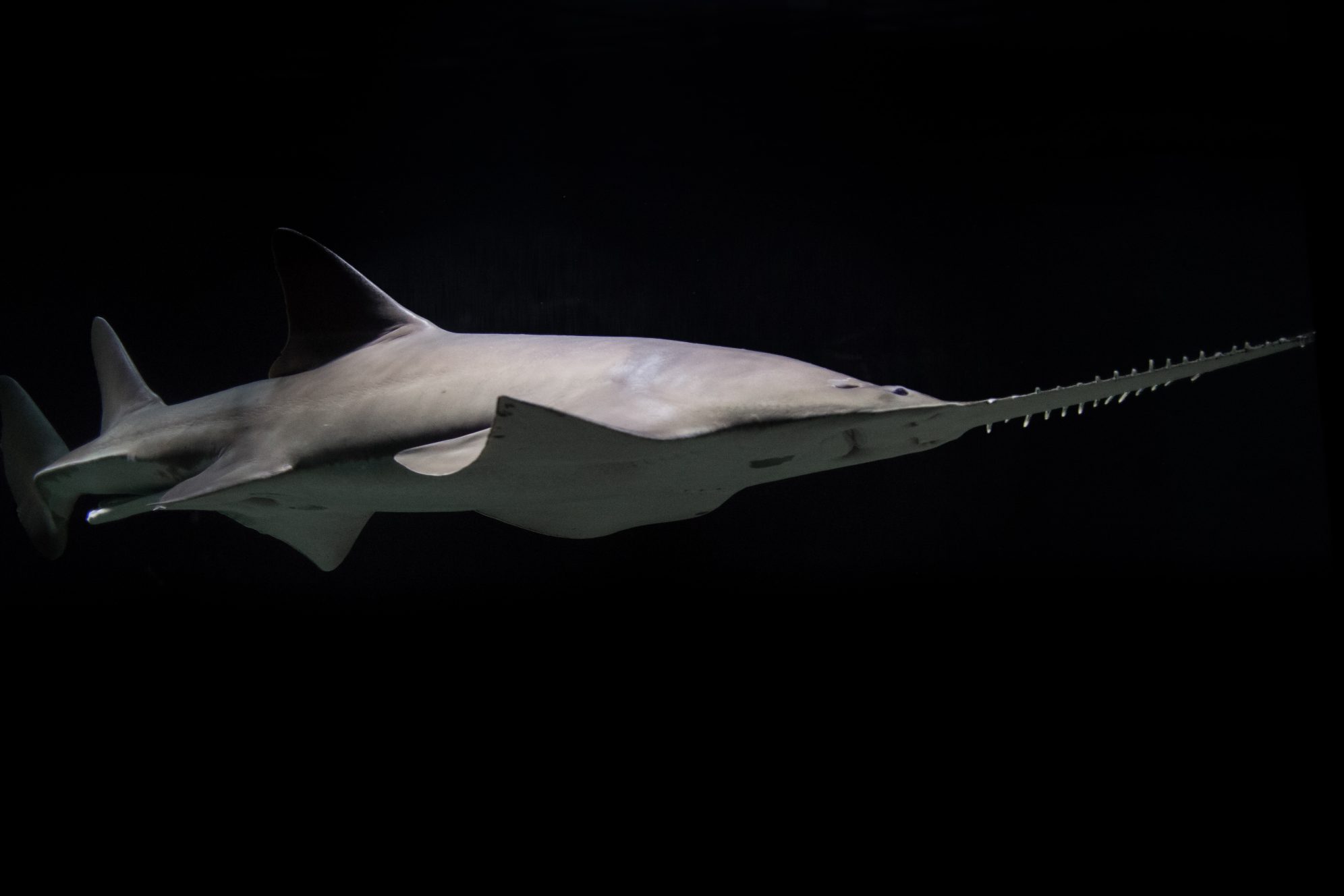 National Aquarium - S is for Sawfish