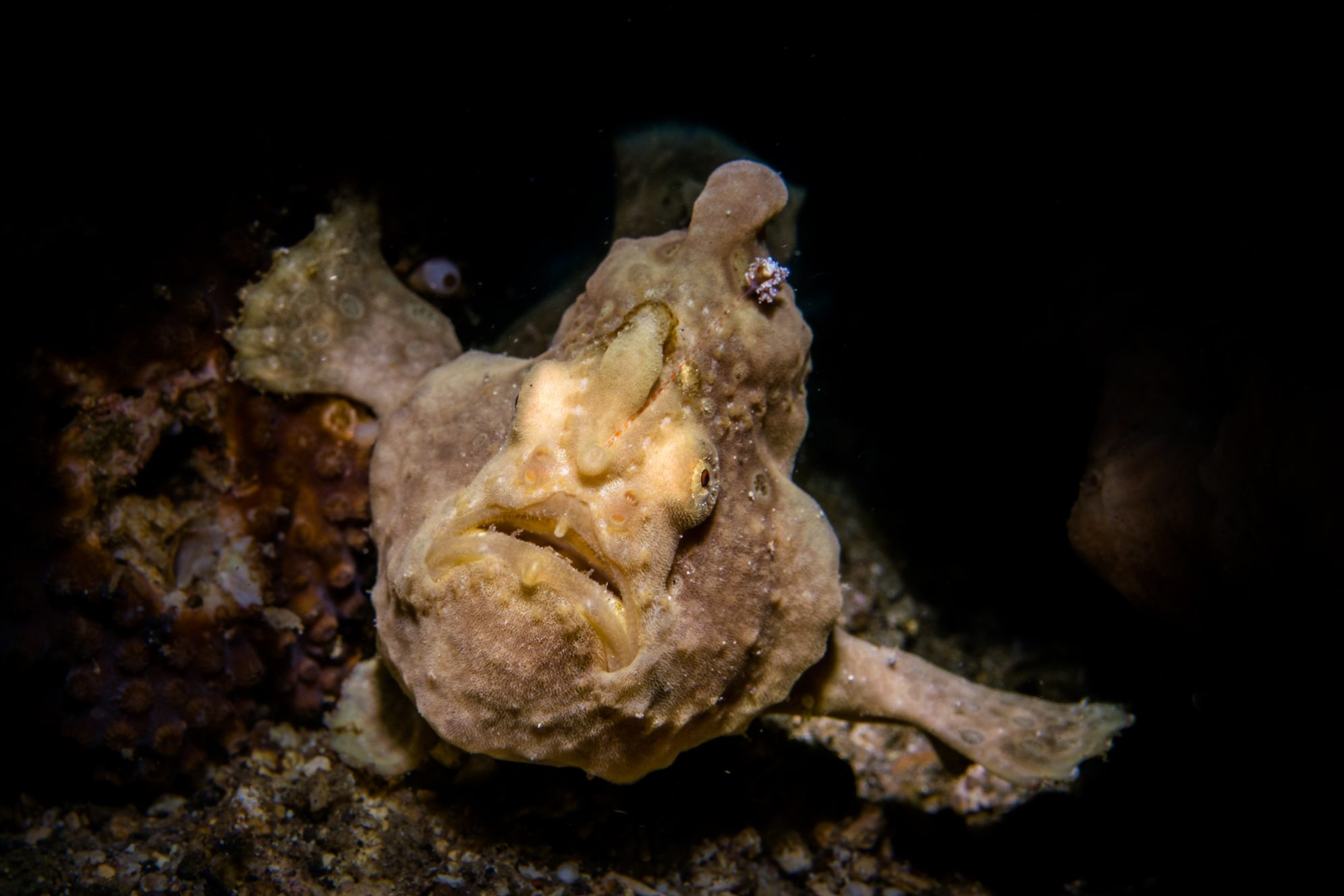 National Aquarium - F is for Frogfish