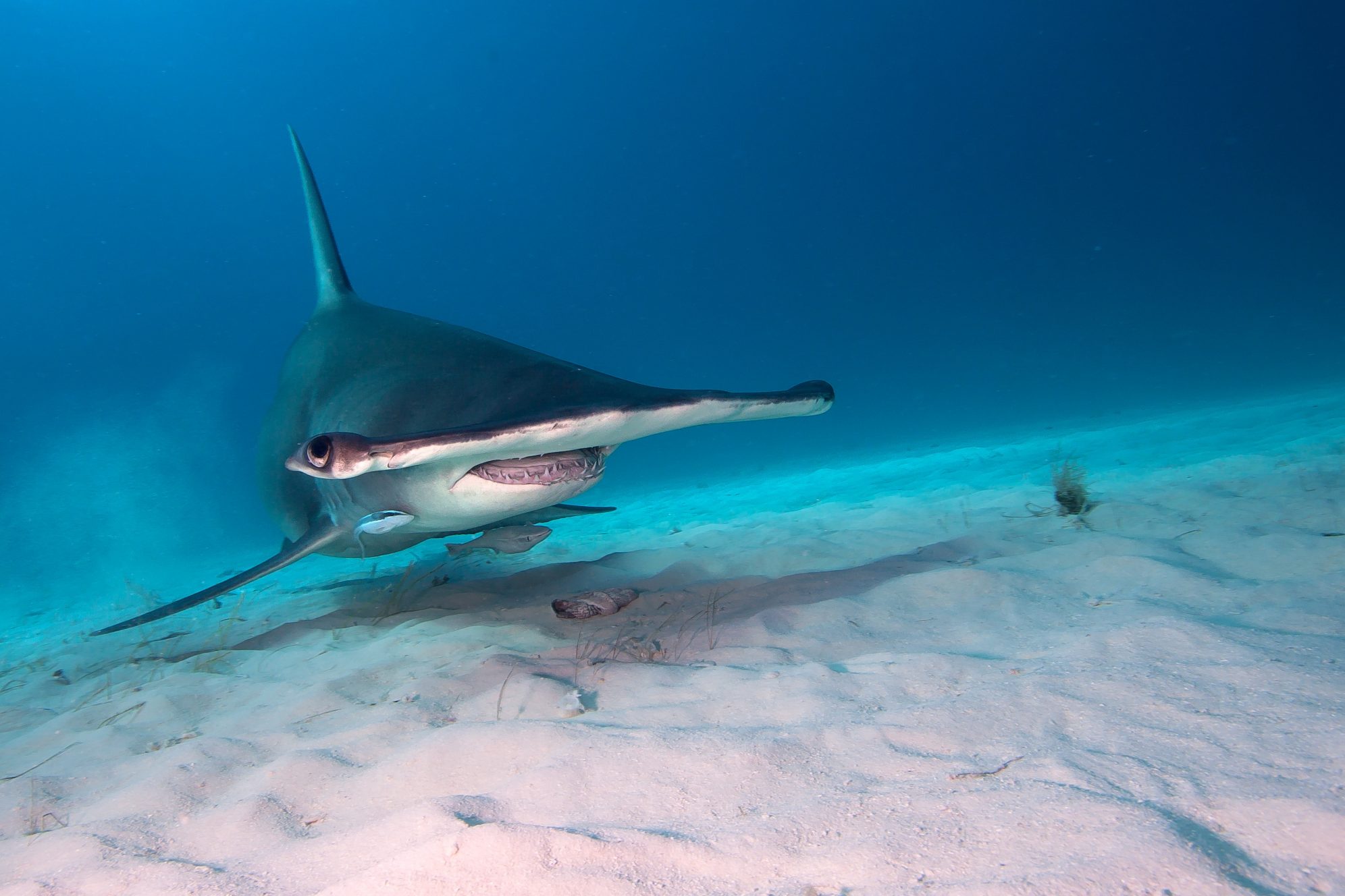 National Aquarium - H is for Hammerhead