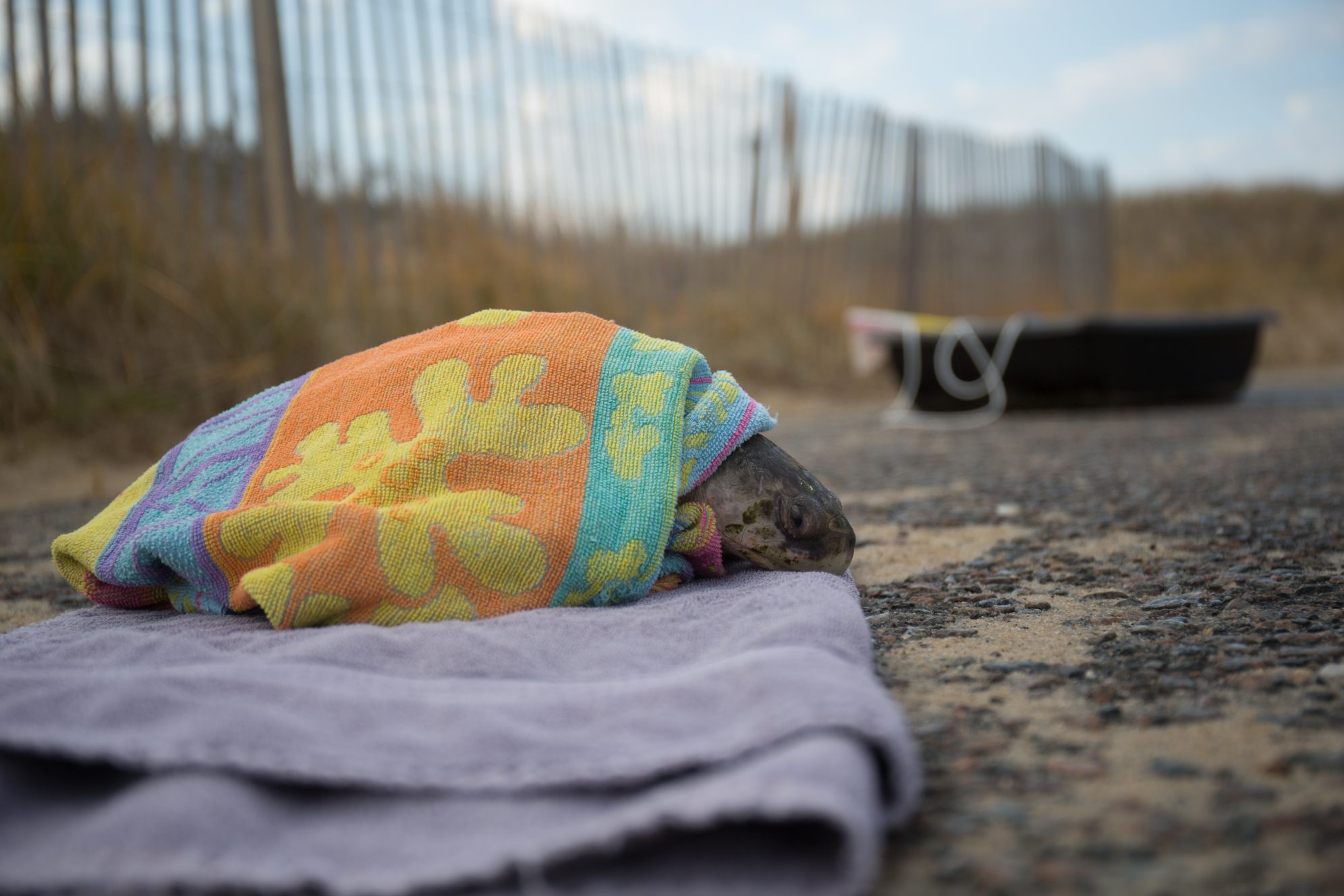 National Aquarium - What is Cold Stunning?