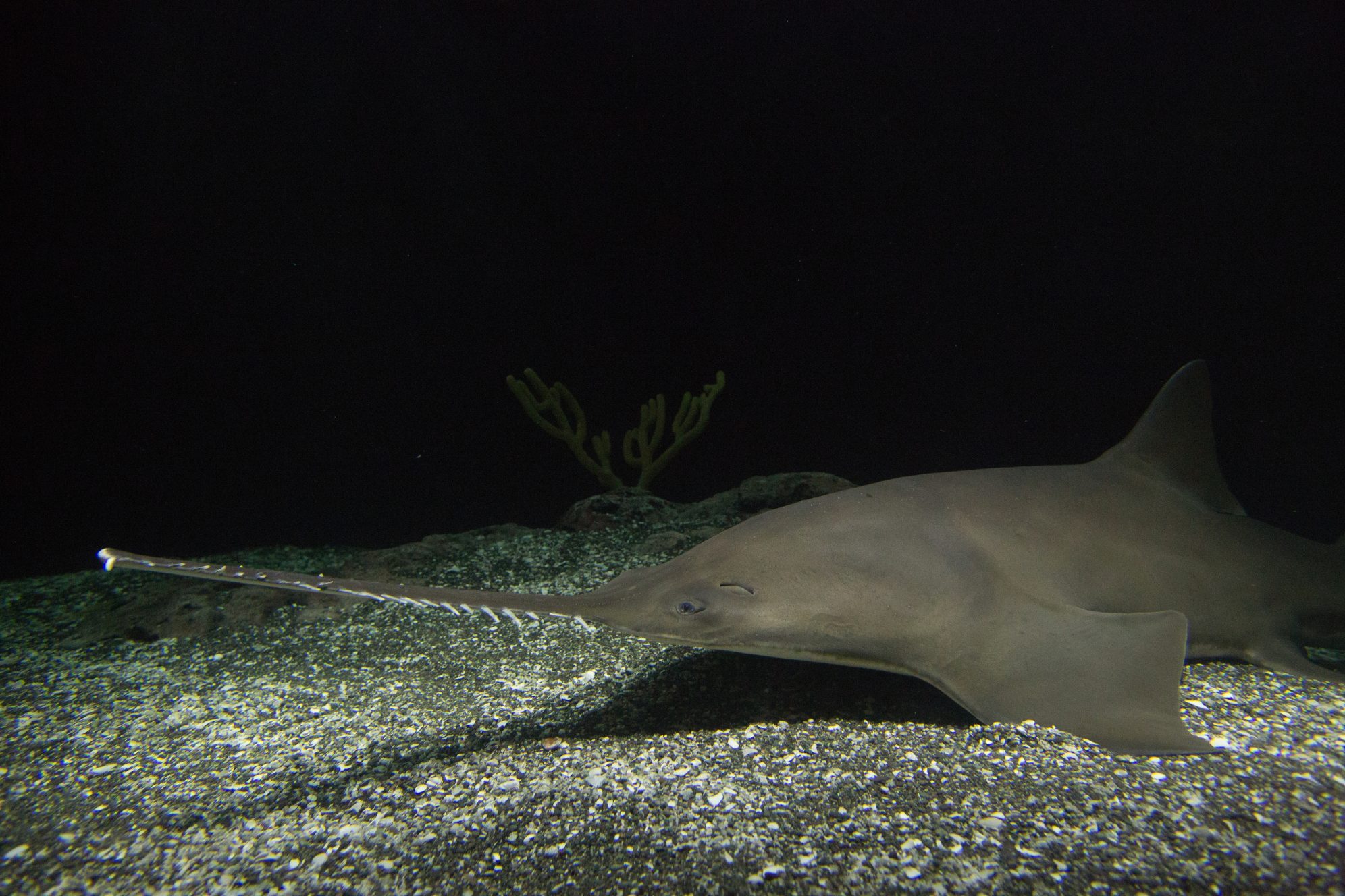 National Aquarium - Celebrating Sawfish