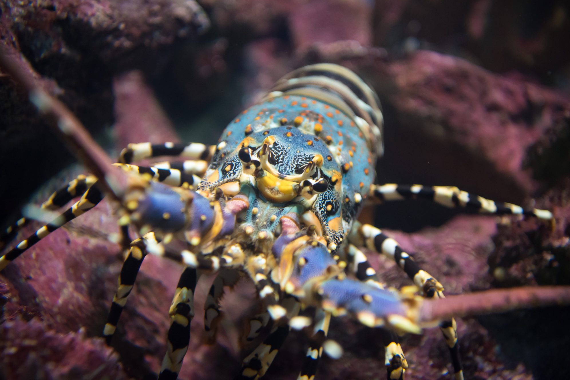 National Aquarium - L is for Lobster