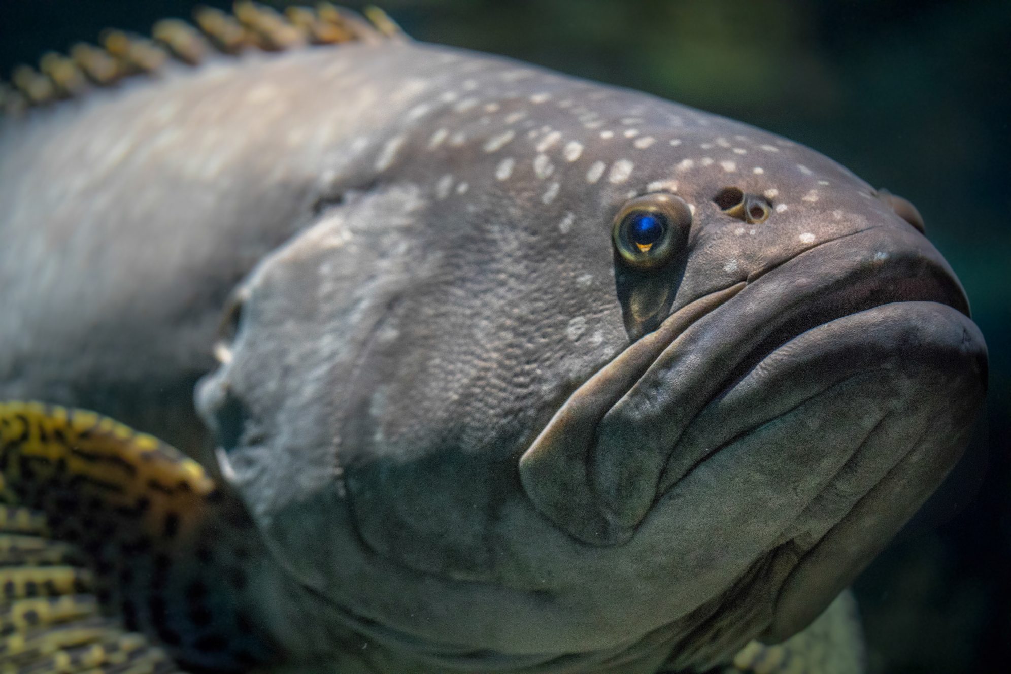 National Aquarium - Q is for Queensland Grouper