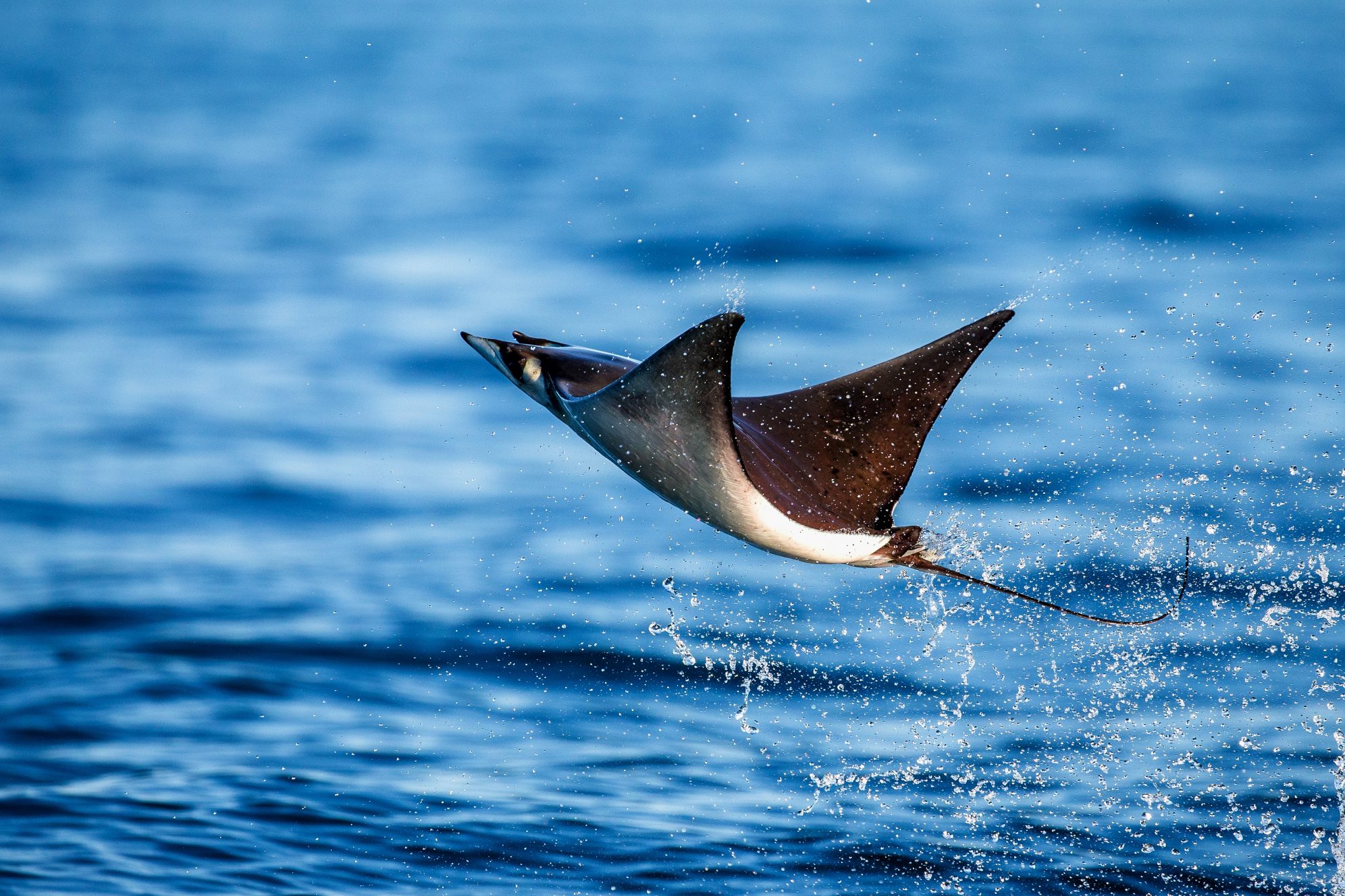 National Aquarium - R is for Ray