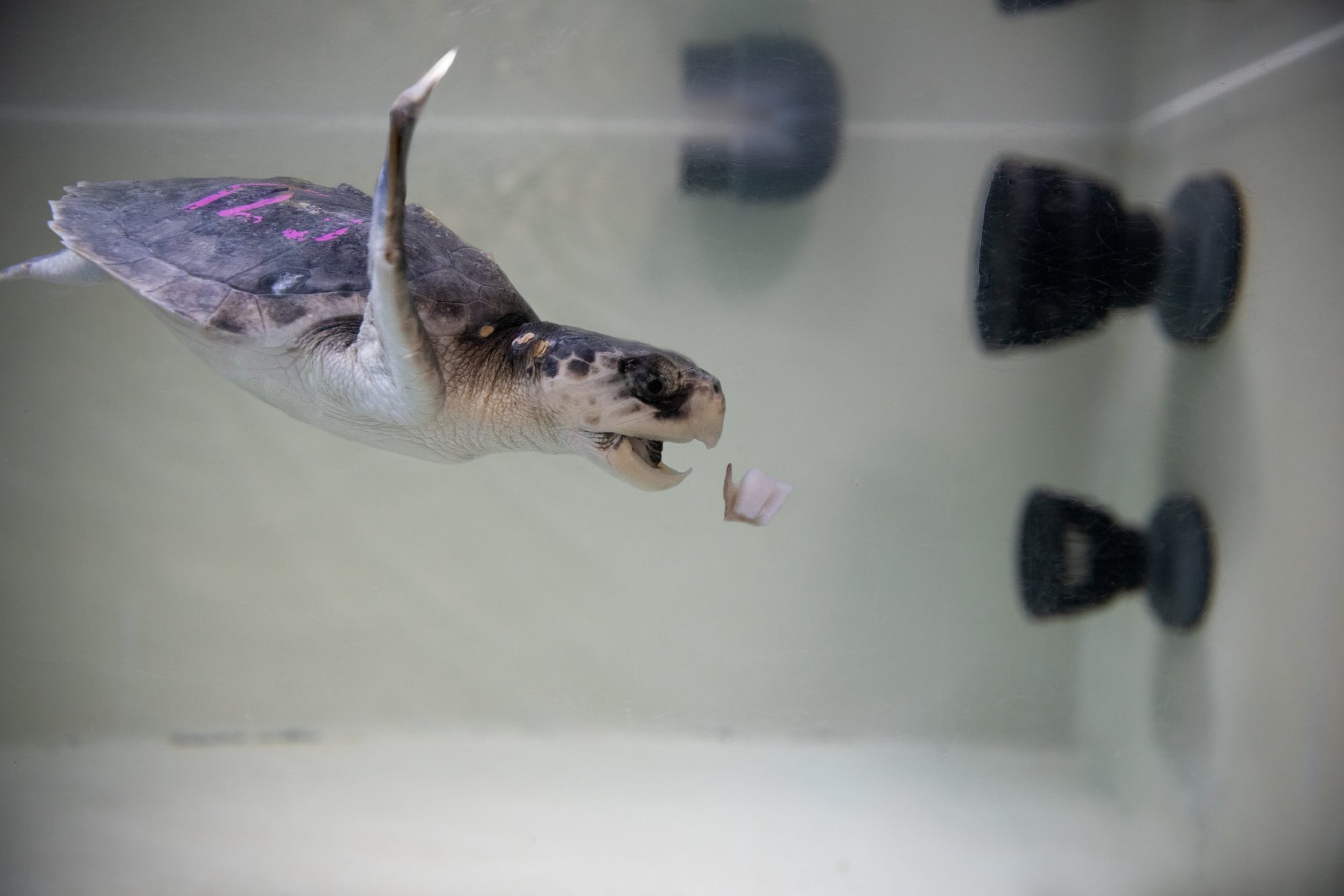 National Aquarium - 2020 Recap: Sea Turtle Rescue