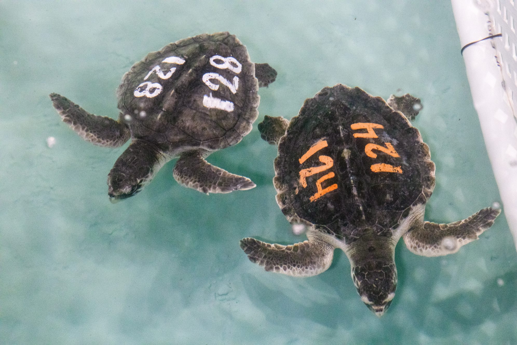 National Aquarium - 2020 Recap: Sea Turtle Rescue