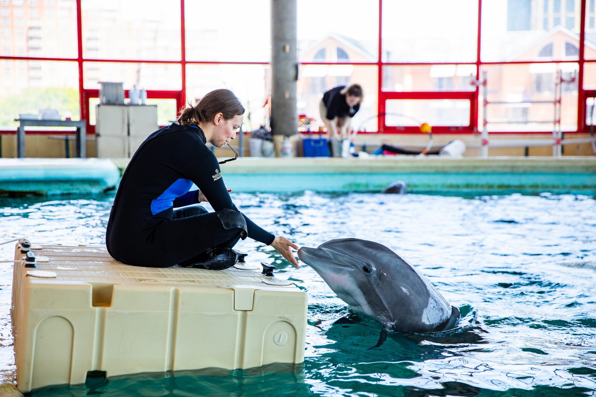 National Aquarium - Building the Dolphins' Resiliency