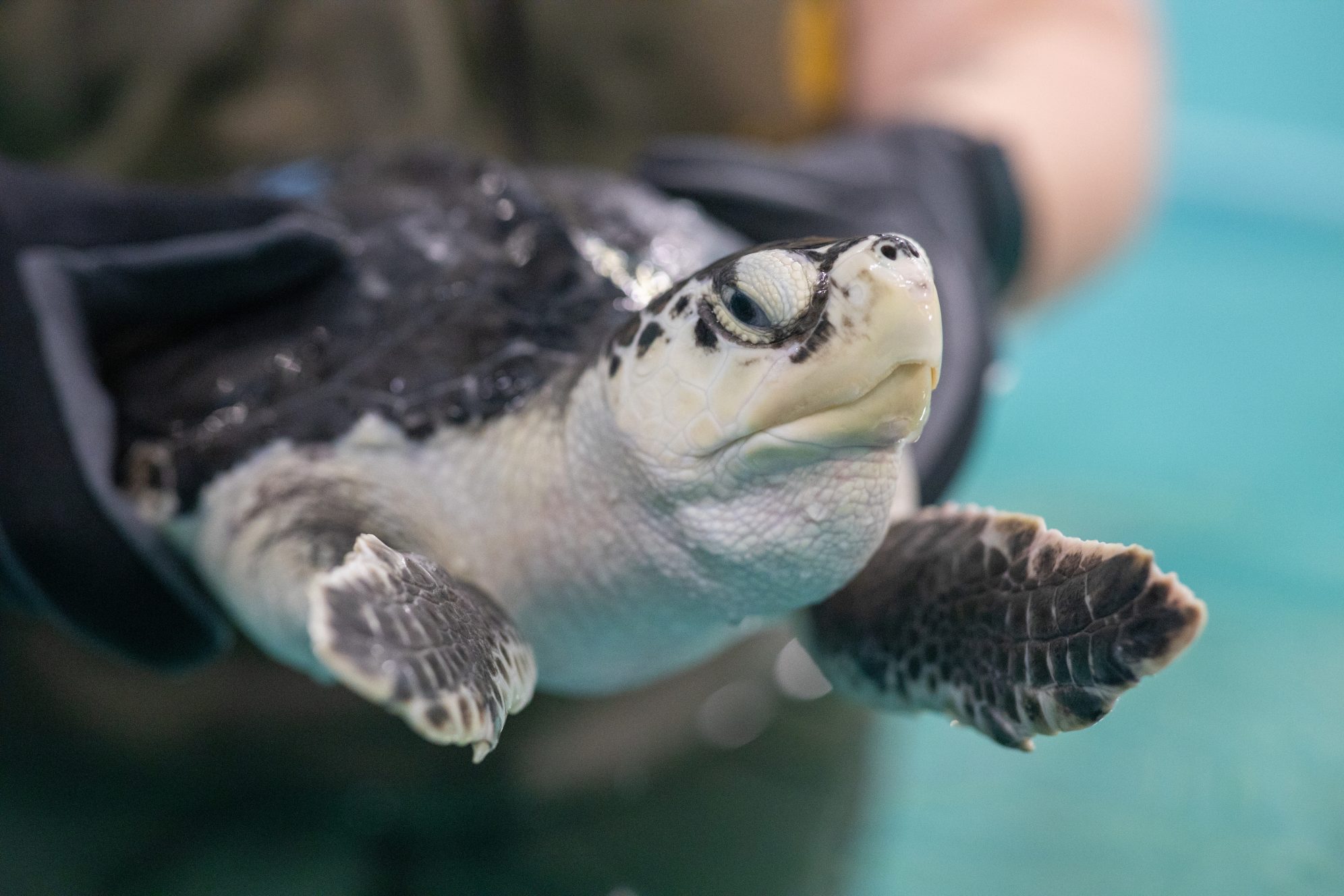 National Aquarium - Rescued Sea Turtle Update