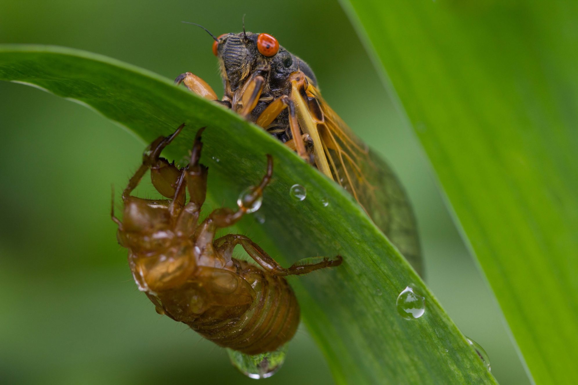 National Aquarium - Cicadas, Cicadas Everywhere