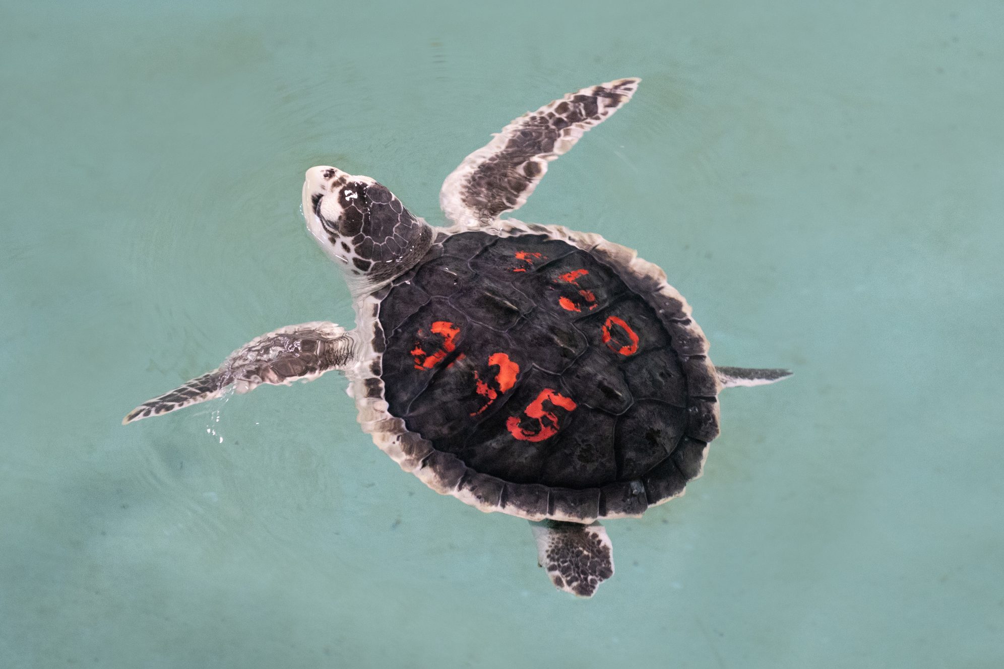 National Aquarium - Watermarks