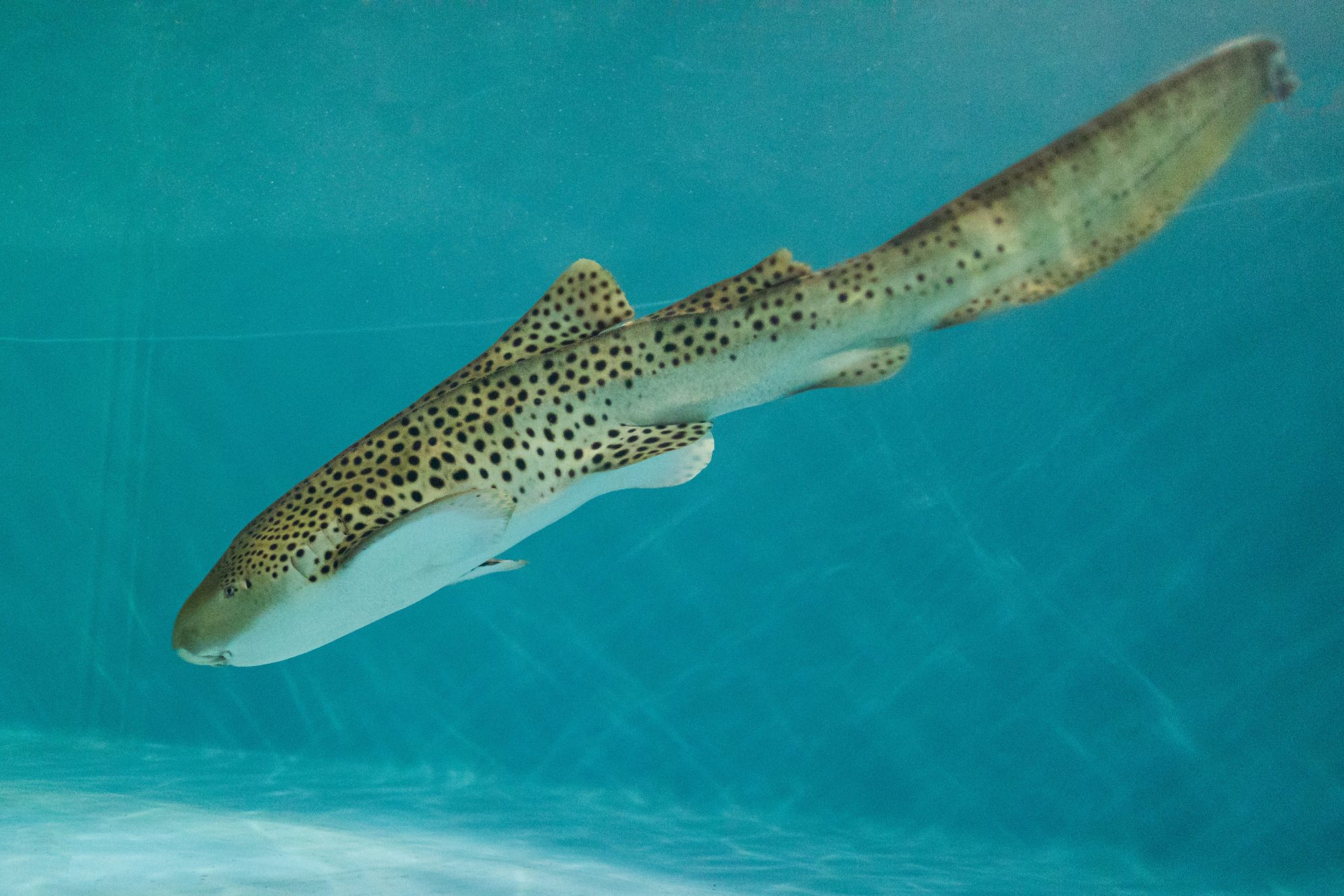 National Aquarium - Introducing Zuri the Zebra Shark