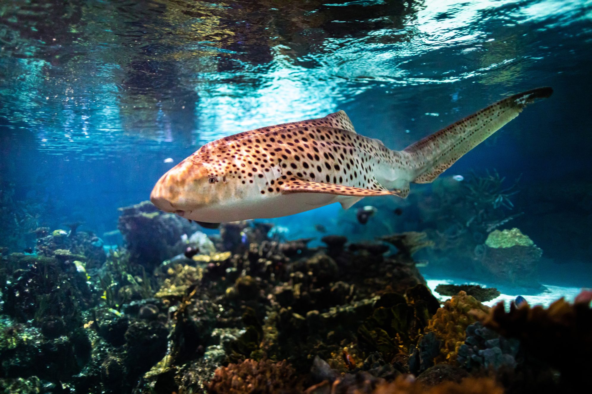 National Aquarium - Watermarks