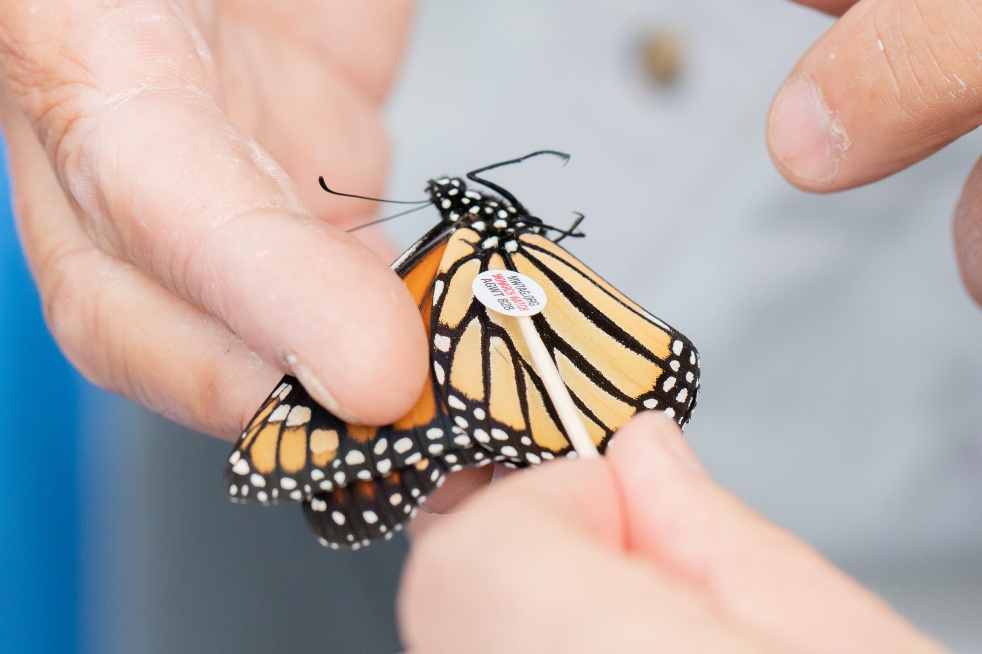 National Aquarium - Connecting Dots: The Science of Tracking Wildlife