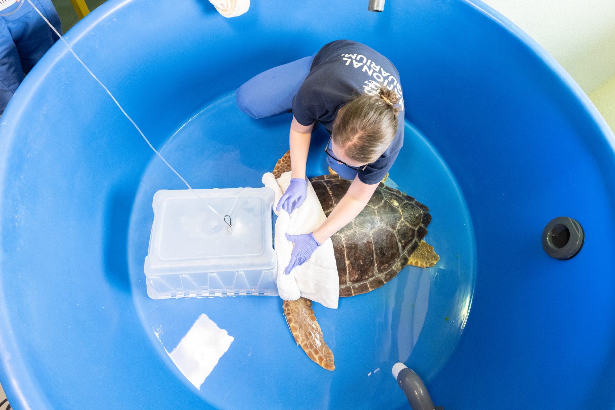 National Aquarium - One Sea Turtle's Story