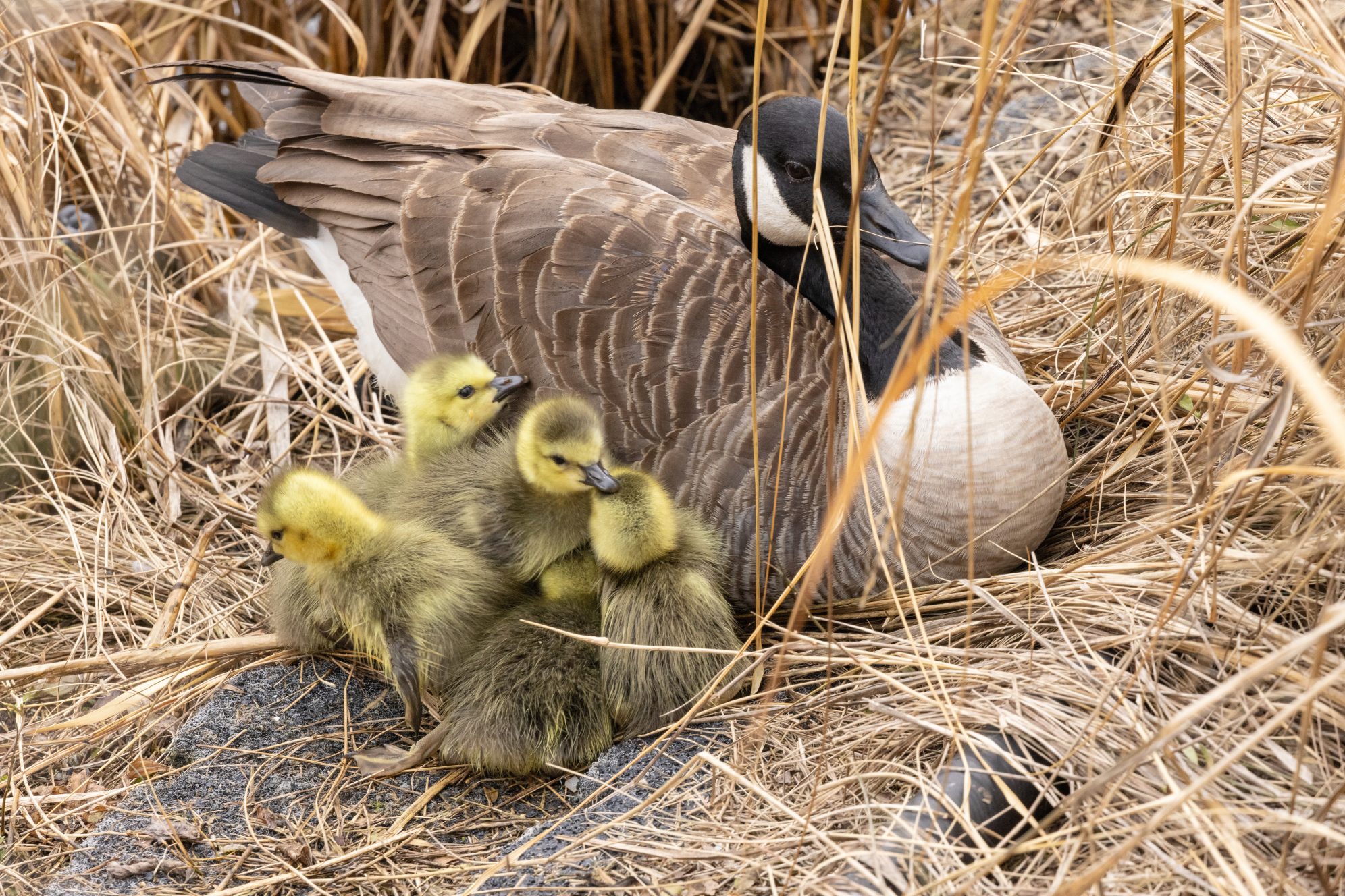 National Aquarium - Watermarks