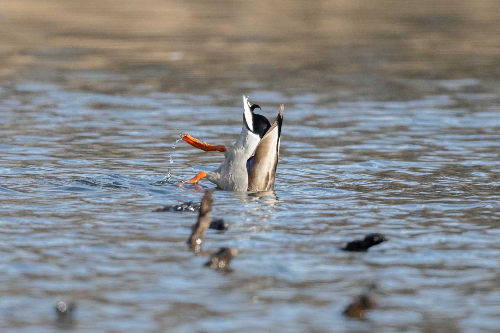 National Aquarium - Brilliant Bird Biodiversity in Baltimore's ...