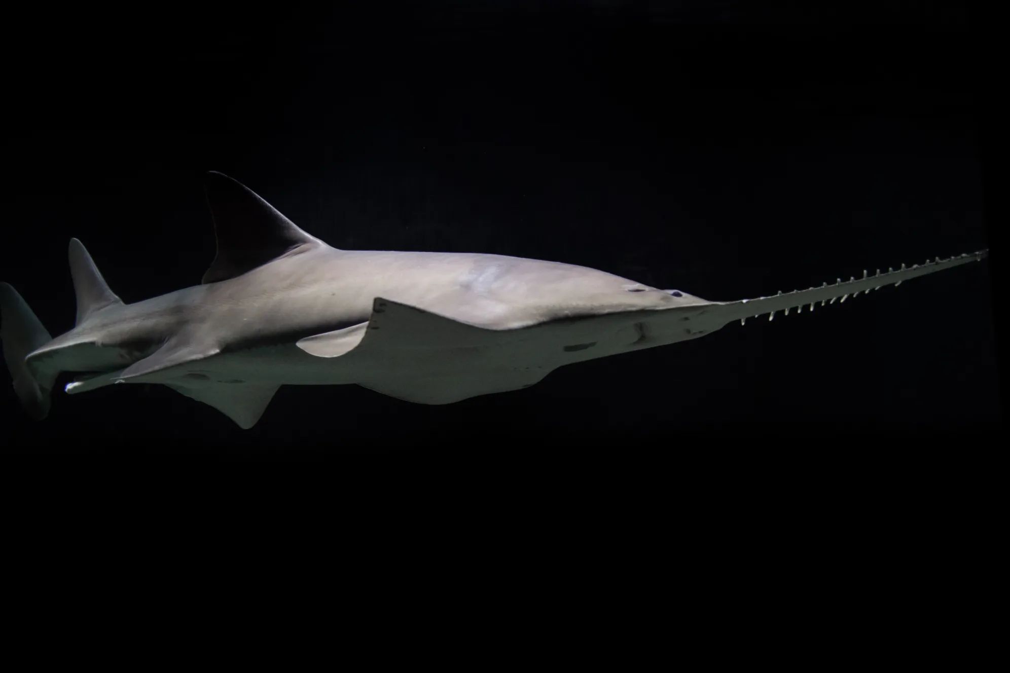 Sawfish Shark Skeleton Florida Sawfish Are Endangered, Found Spinning