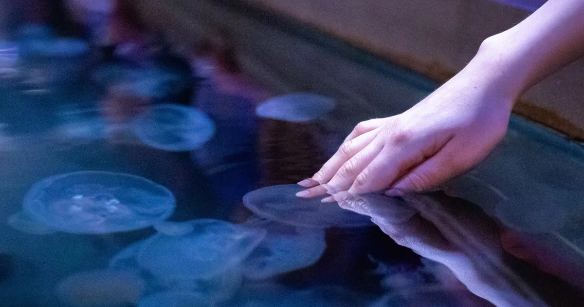 National Aquarium - Family Sunrise Tour