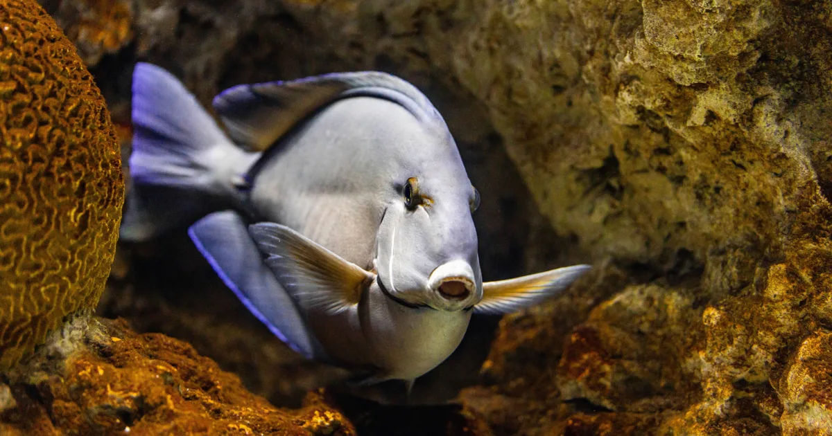 National Aquarium - Insider's Tour