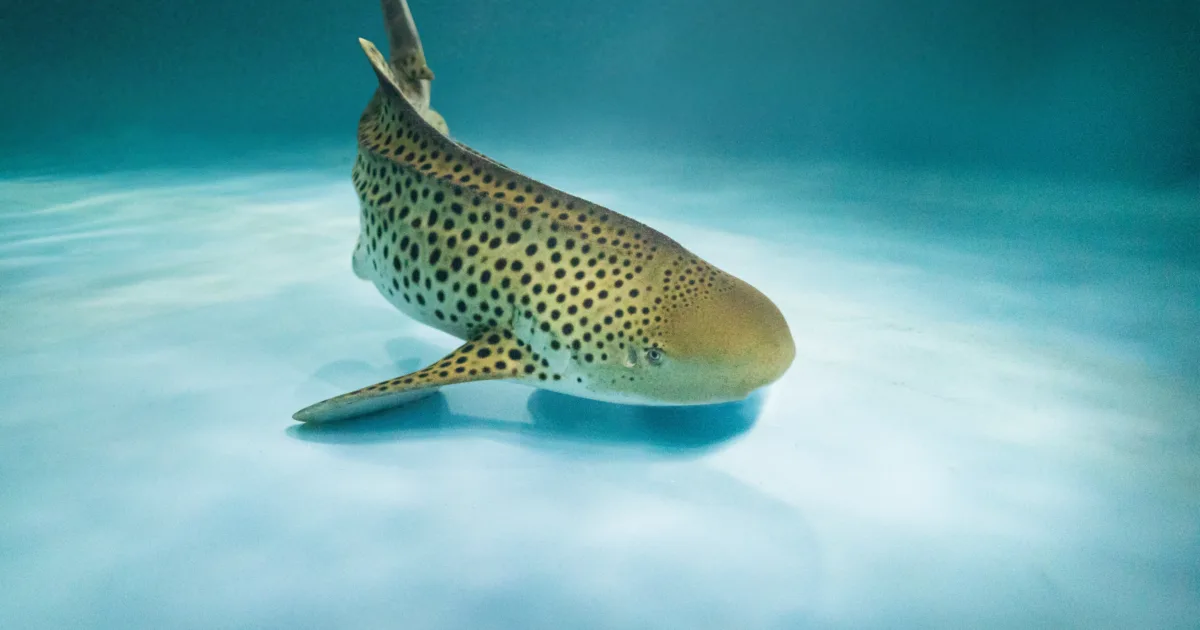 National Aquarium - Introducing Zuri the Zebra Shark