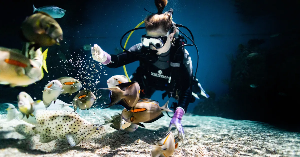 National Aquarium - Diver Talk