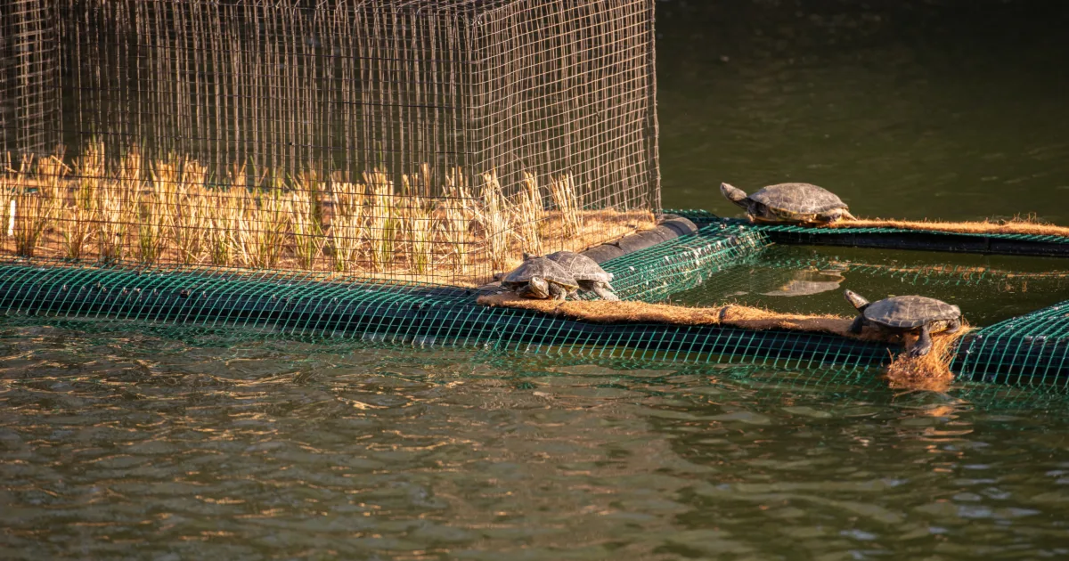 National Aquarium - A Fresh New Spot for Baltimore Turtles to Soak Up ...