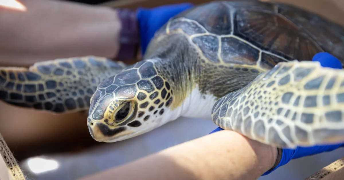 National Aquarium - The Importance of Ecosystem Engineers