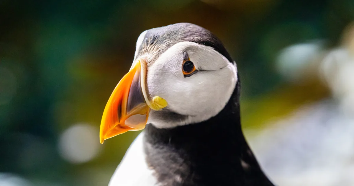 National Aquarium - Wallpaper Wednesdays: Atlantic Puffins