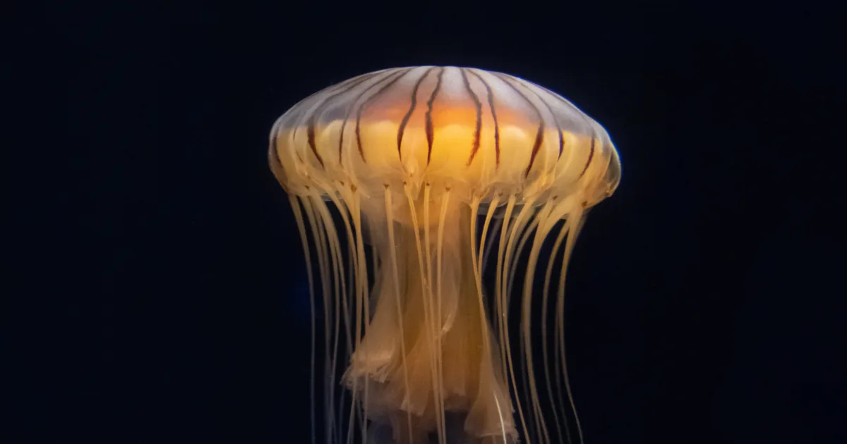 National Aquarium - Japanese Sea Nettle