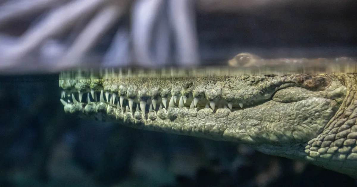 National Aquarium - The Tooth About Animal Dental Care